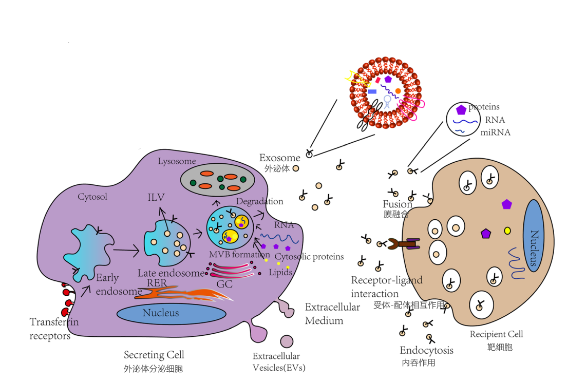 新一代皮肤抗衰神器：干细胞外泌体 - 乐土生命科技